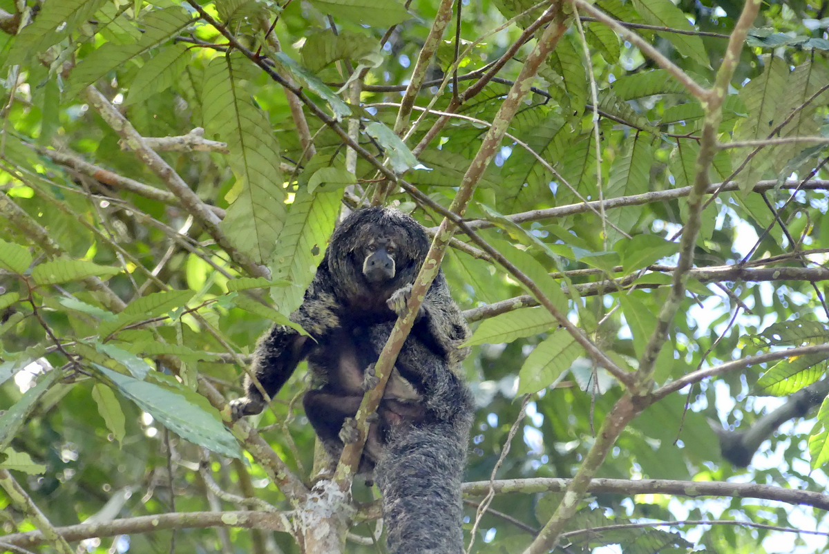 MONKEY SHOW IN THE CUYABENO RESERVE: AN ADVENTURE IN THE TREETOPS ...
